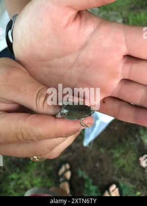Western Narrow-mouthed Toad (Gastrophryne olivacea) Amphibia Stock ...