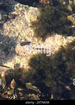 Two-spotted Goby (Pomatoschistus flavescens) Actinopterygii Stock Photo ...