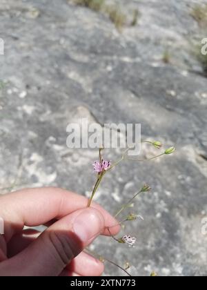 Small Palafox (Palafoxia callosa) Plantae Stock Photo - Alamy