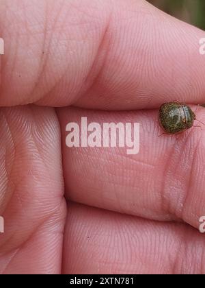 Kudzu Bug (Megacopta cribraria) Insecta Stock Photo - Alamy