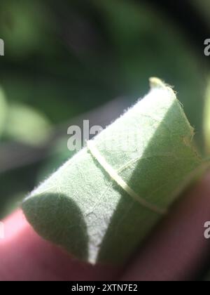 Rhodora (Rhododendron canadense) Plantae Stock Photo - Alamy