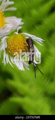 Confusing Furrow Bee (Halictus confusus) Insecta Stock Photo - Alamy