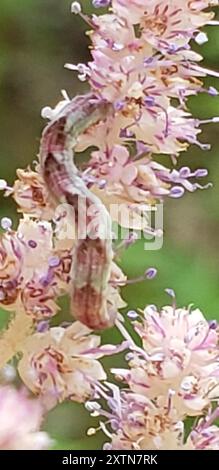 Pug Moths (Eupithecia) Insecta Stock Photo - Alamy