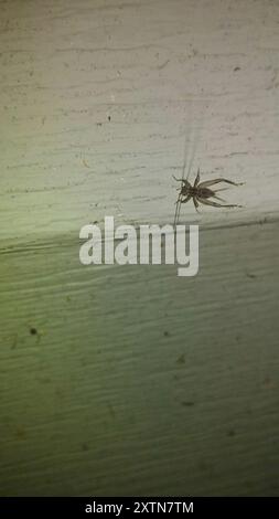 True Crickets (Gryllidae) Insecta Stock Photo - Alamy