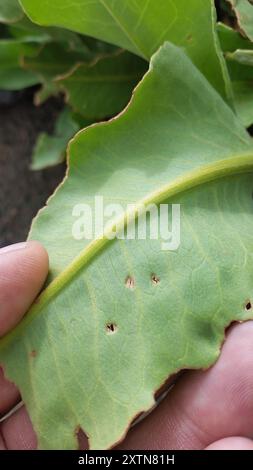 Pawale (Rumex giganteus) Plantae Stock Photo - Alamy
