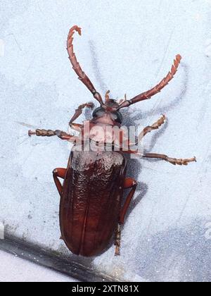 Tooth-necked Longhorn Beetle (Prionus pocularis) Insecta Stock Photo ...