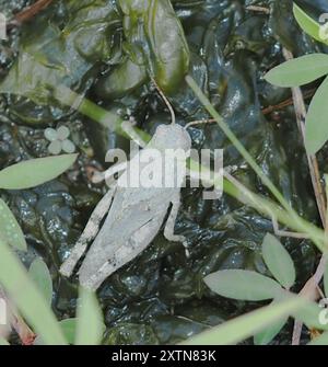 Grasshoppers (Acrididea) Insecta Stock Photo - Alamy