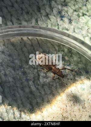 (Charagmus griseus) Insecta Stock Photo - Alamy
