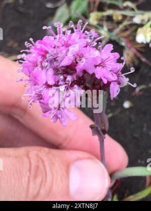 Alpine Catchfly (Viscaria alpina), Plantae, Avannaata, Greenland Stock ...
