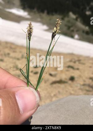 Rock Sedge (Carex rupestris) Plantae Stock Photo - Alamy