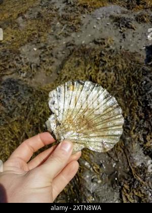 Great Scallop (Pecten maximus), Mollusca, Inverkip, Greenock PA16 0DW ...