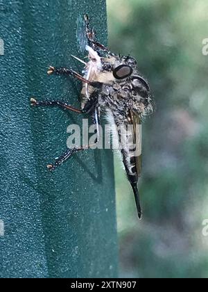 Hammertails (Efferia) Insecta Stock Photo - Alamy