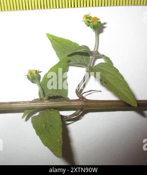 Gallant Soldier (Galinsoga parviflora) Plantae Stock Photo - Alamy