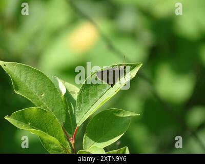 Northern Broken-Dash (Polites egeremet) Insecta Stock Photo - Alamy