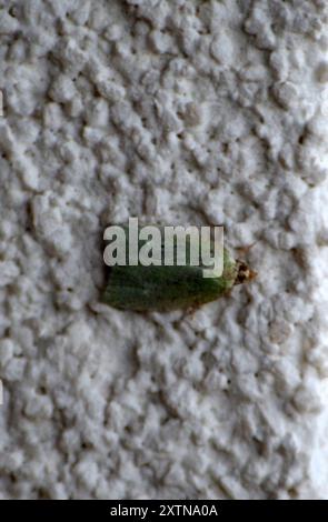 Green Oak Tortrix (Tortrix viridana) Insecta Stock Photo - Alamy
