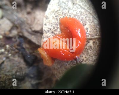 (Geophila repens) Plantae Stock Photo - Alamy