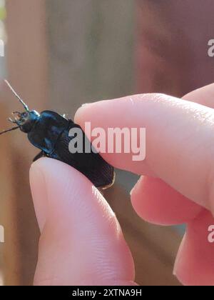 (Dicaelus dilatatus) Insecta Stock Photo - Alamy