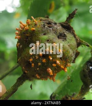 quince rust (Gymnosporangium clavipes) Fungi Stock Photo - Alamy