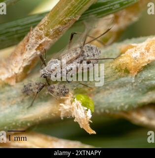 Giant Conifer Aphids (Cinara) Insecta Stock Photo - Alamy