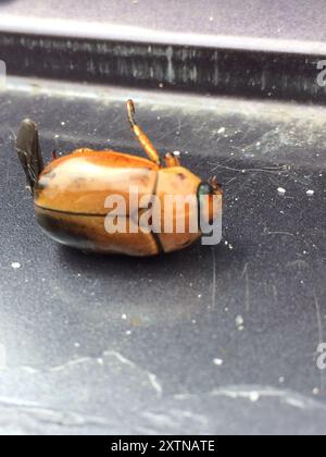Grapevine Beetle (Pelidnota punctata) Insecta Stock Photo - Alamy