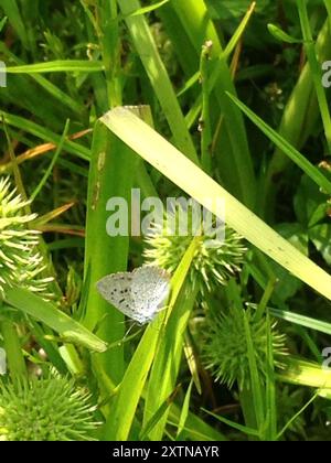 Bog Copper (Tharsalea epixanthe) Insecta Stock Photo - Alamy