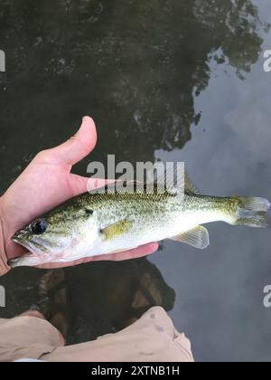 Largemouth Bass (Micropterus nigricans) Actinopterygii Stock Photo - Alamy