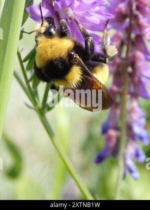 Northern Amber Bumble Bee (Bombus borealis) Insecta Stock Photo - Alamy