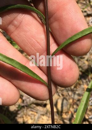 Small's Goldenrod (Solidago pinetorum) Plantae Stock Photo - Alamy
