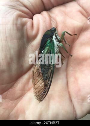 Common Swamp Cicada (Neotibicen tibicen tibicen) Insecta Stock Photo ...