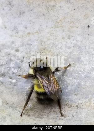 Yellow-Fronted Bumble Bee (Bombus flavifrons) Insecta Stock Photo - Alamy