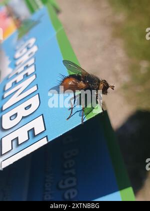 Common Tachinid (Tachina fera) Insecta Stock Photo - Alamy