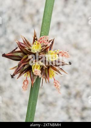 salt rush (Juncus breweri), Plantae, Oceano Dunes State Vehicular ...