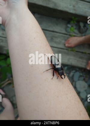 Smooth Stag Beetle (Lucanus placidus) Insecta Stock Photo - Alamy