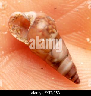 Banded Kelp Shell (Bankivia fasciata) Mollusca Stock Photo - Alamy