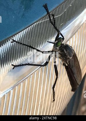 Giant Prairie Robber Fly (Microstylum morosum) Insecta Stock Photo - Alamy