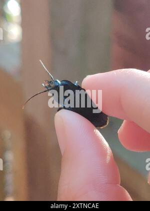 (Dicaelus dilatatus) Insecta Stock Photo - Alamy