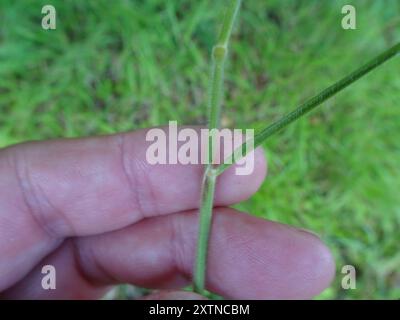 Tor-grass (Brachypodium pinnatum) Plantae Stock Photo - Alamy