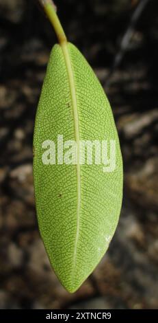Common Wild Fig (Ficus burkei) Plantae Stock Photo - Alamy