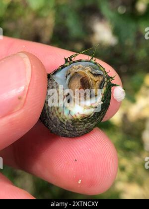 Purple Topshell (Steromphala umbilicalis) Mollusca Stock Photo - Alamy
