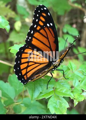 Viceroy (Limenitis archippus) Insecta Stock Photo - Alamy