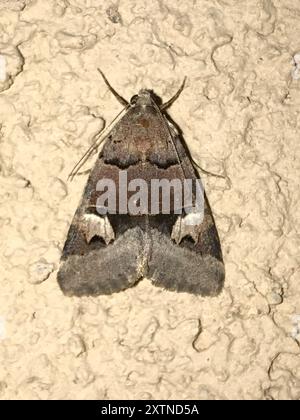 Perplexing Arches (Drasteria perplexa) Insecta Stock Photo - Alamy