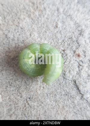 Plusiine Looper Moths (Plusiinae) Insecta Stock Photo - Alamy