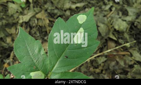 Poison Ivy Leaf-miner Moth (Cameraria guttifinitella) Insecta Stock ...