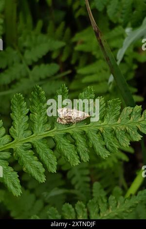 Olethreutes Moths (Olethreutes) Insecta Stock Photo - Alamy