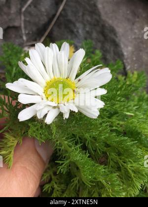 Sea Mayweed (Tripleurospermum maritimum) Plantae Stock Photo - Alamy