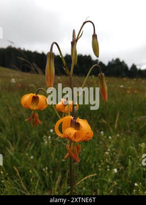 Columbia lily (Lilium columbianum) Plantae Stock Photo - Alamy