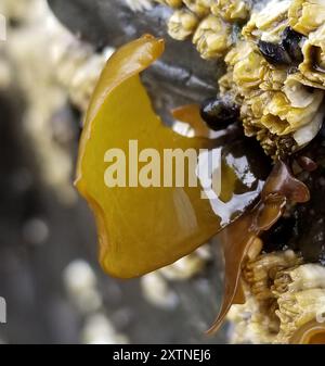 Iridescent Algae (Mazzaella) Plantae Stock Photo - Alamy