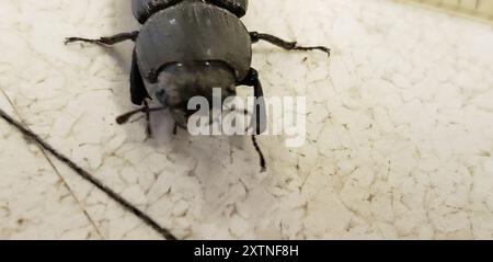 Antelope Beetle (Dorcus parallelus) Insecta Stock Photo - Alamy