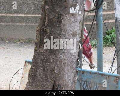 (Vatica chinensis) Plantae Stock Photo - Alamy