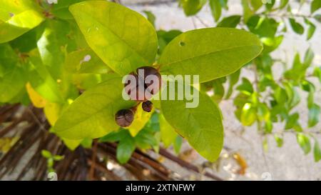 scrambling clerodendrum (Volkameria inermis) Plantae Stock Photo - Alamy